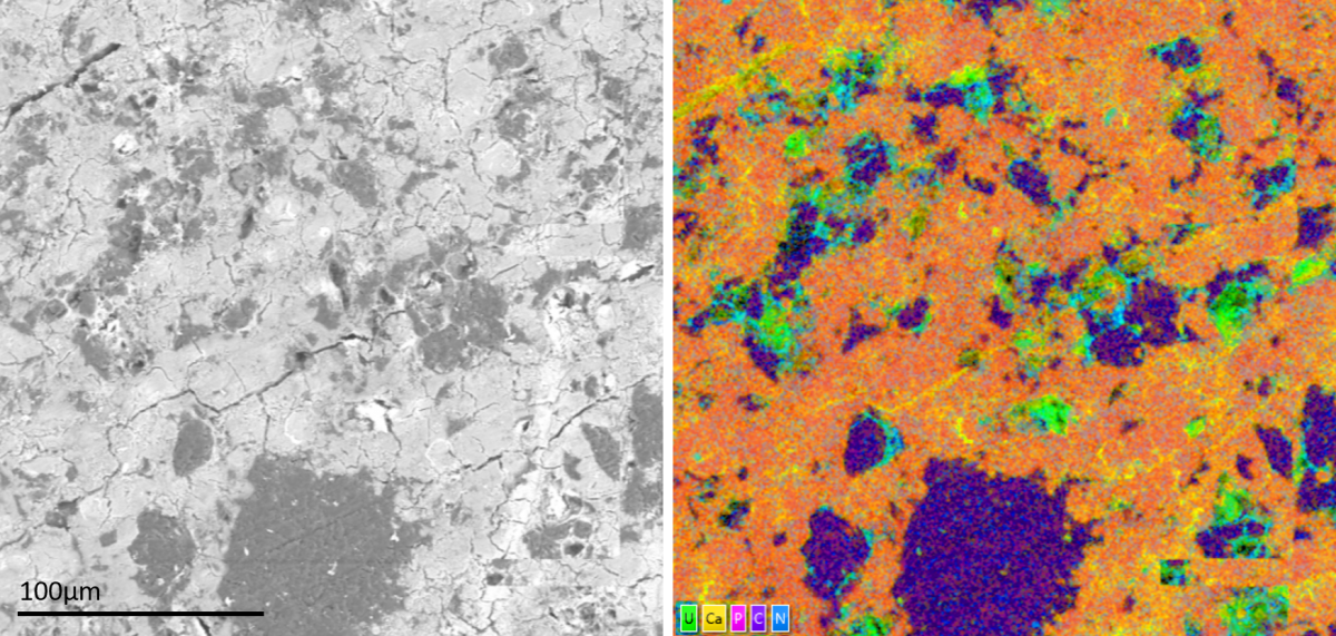 Using EDS for imaging ultrastructure: Colour EM - Nanoanalysis - Oxford Instruments